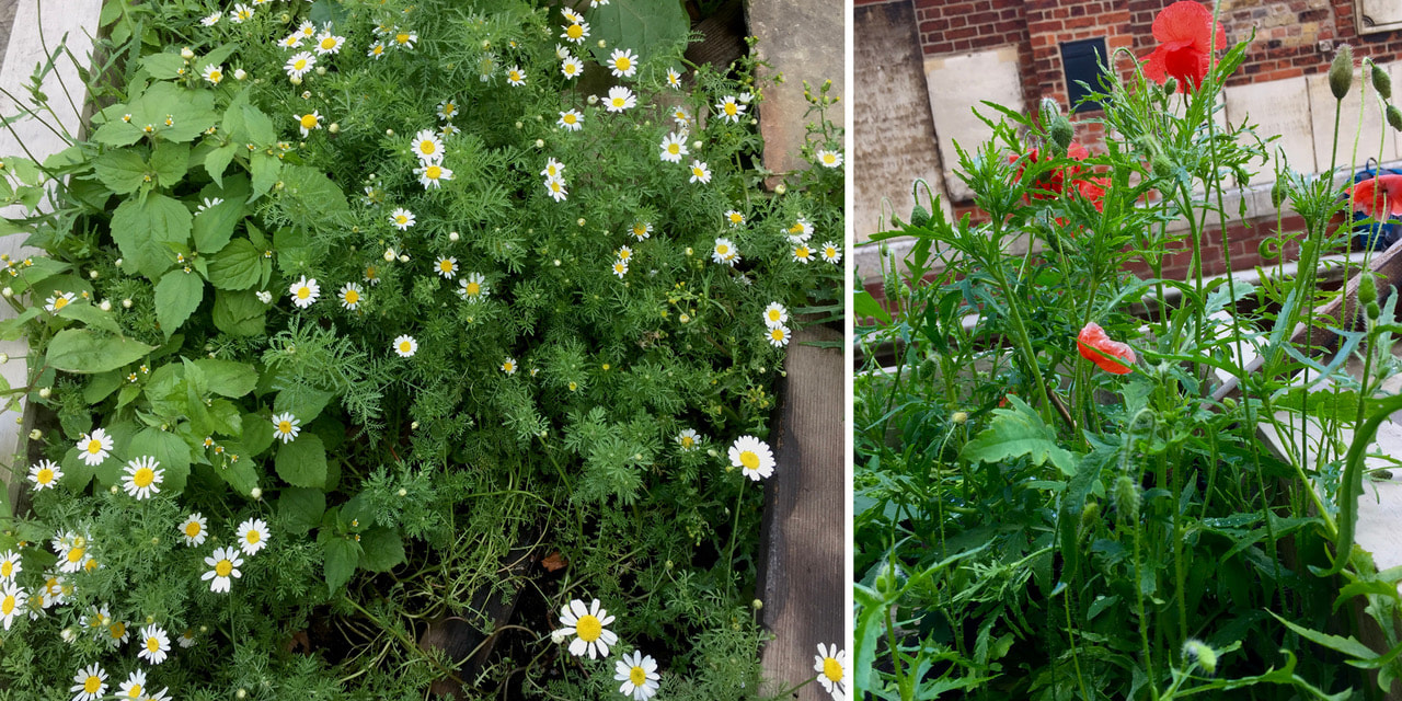 Aftermath - St James's Church Piccadilly